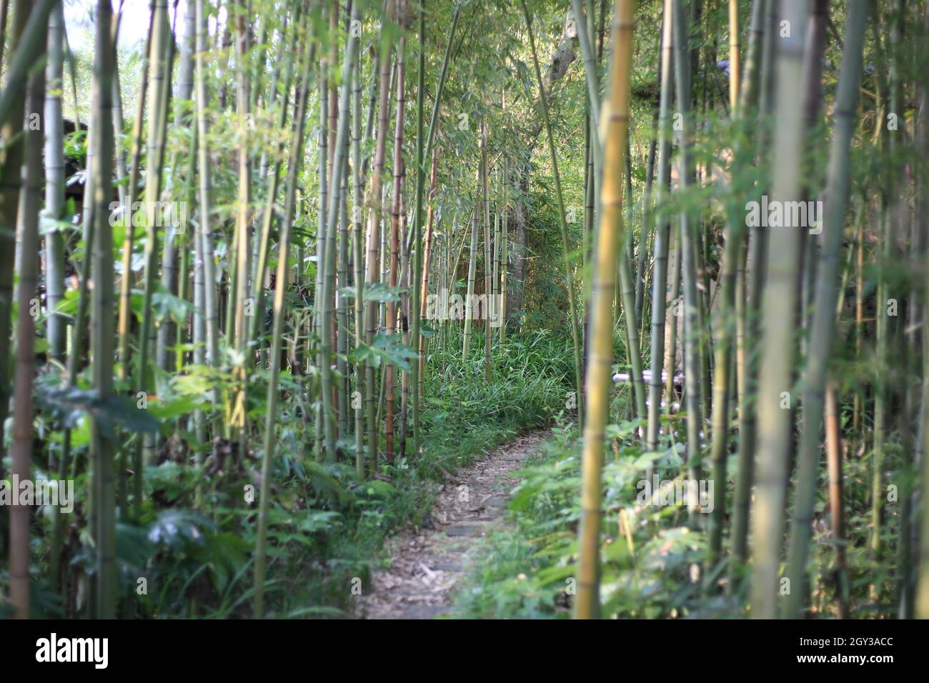 bamboo stone trails Stock Photo - Alamy