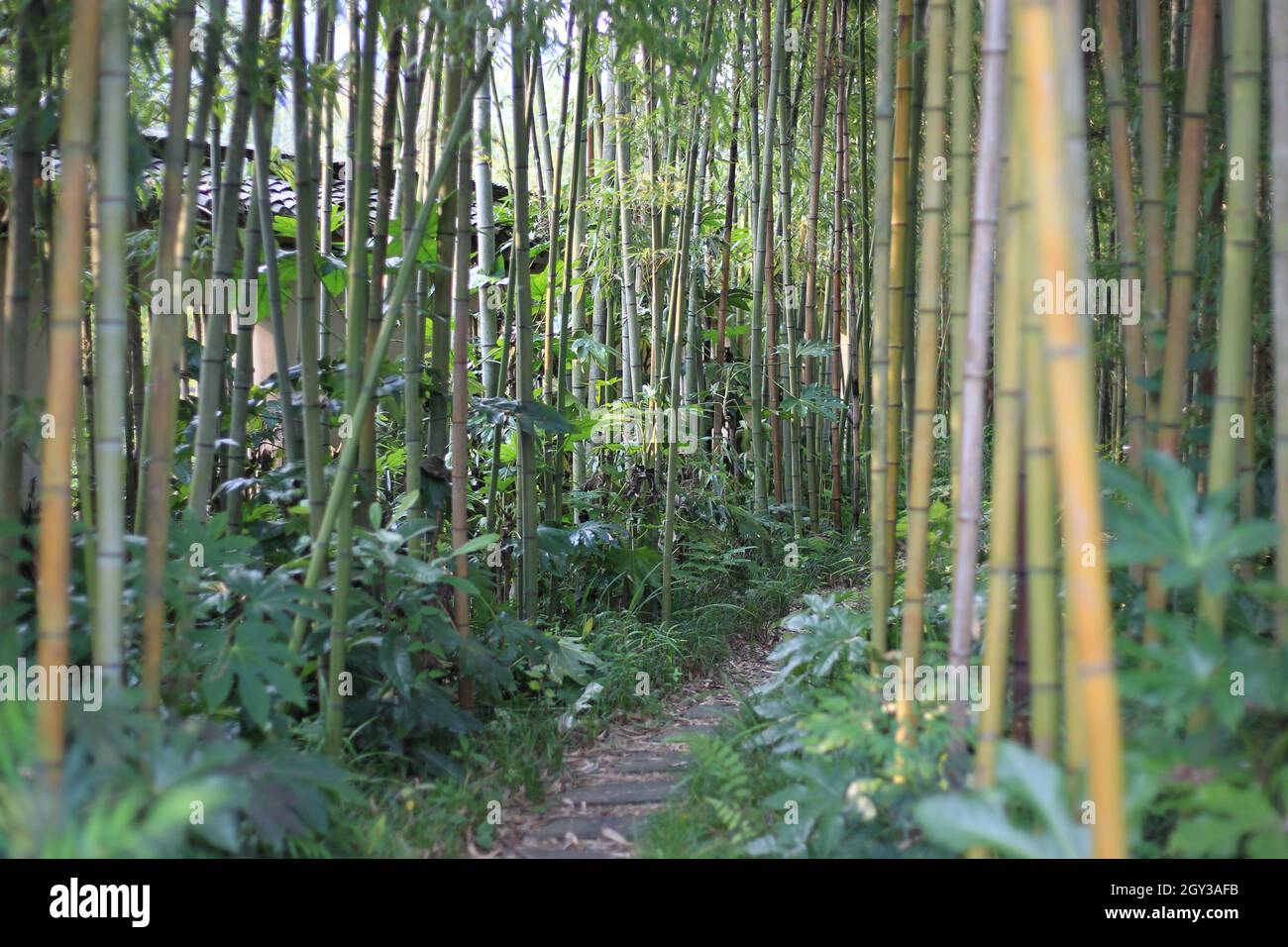 bamboo stone trails Stock Photo - Alamy