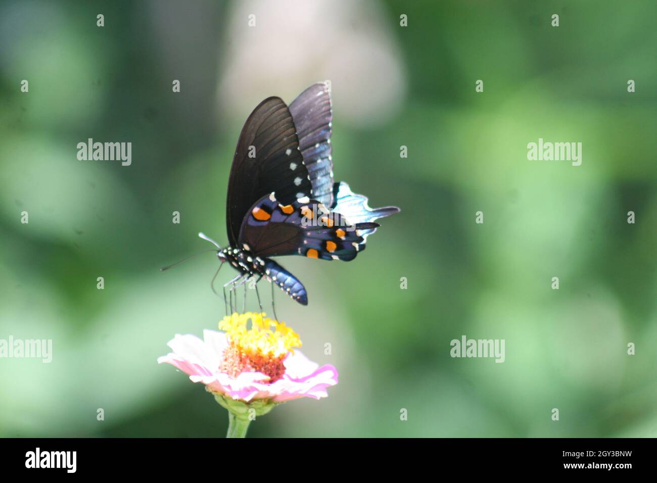 Swallowtail Butterfly on a flower Stock Photo - Alamy