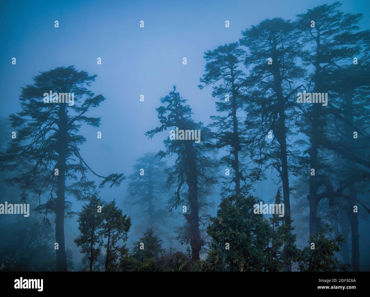Dark gloomy forest in the Himalayas of Bhutan Stock Photo - Alamy