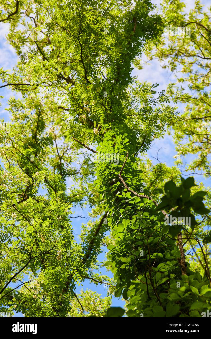 Tree covered in vines Stock Photo - Alamy