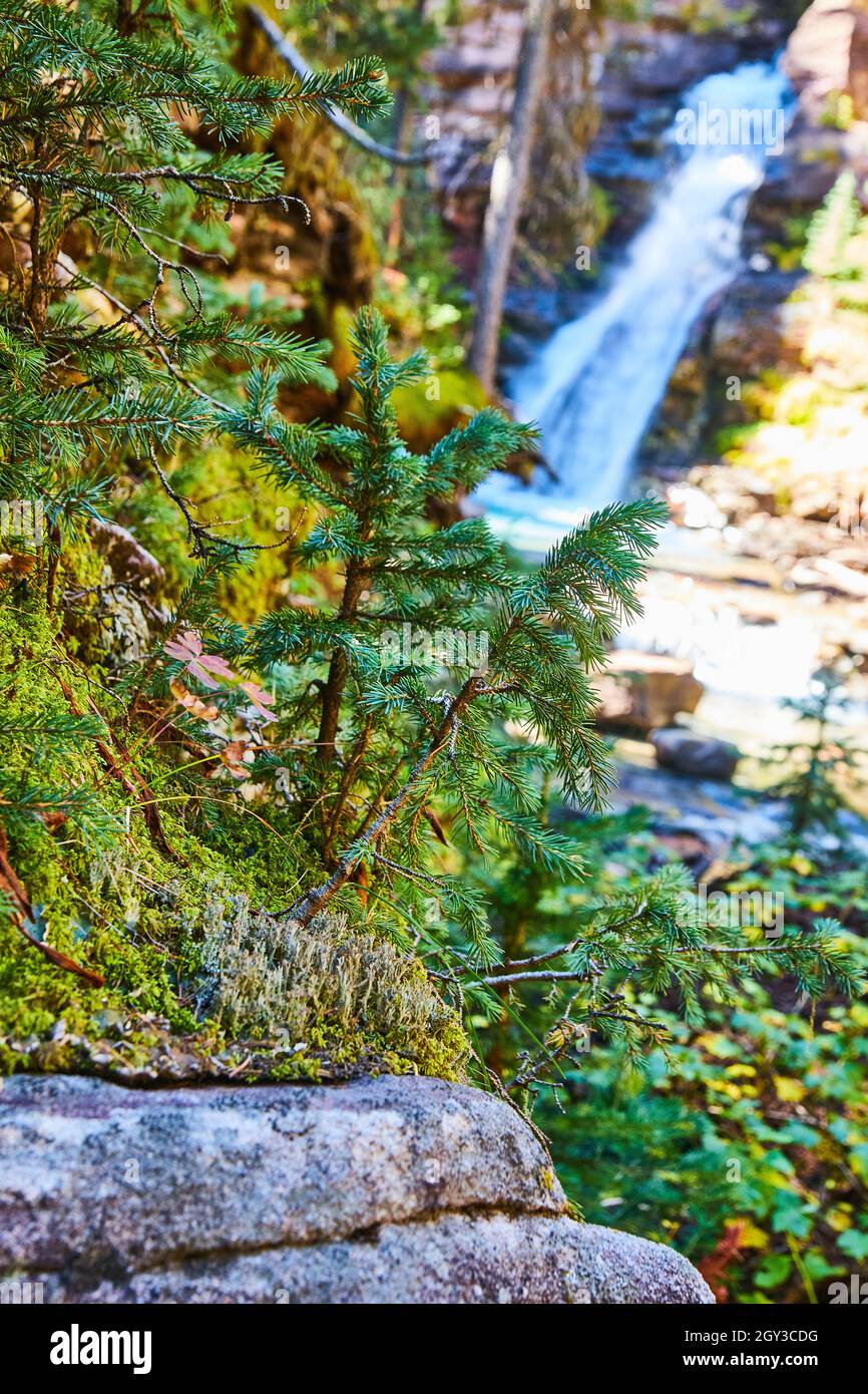 Baby pine tree growing on rock with waterfall blurry in the background ...