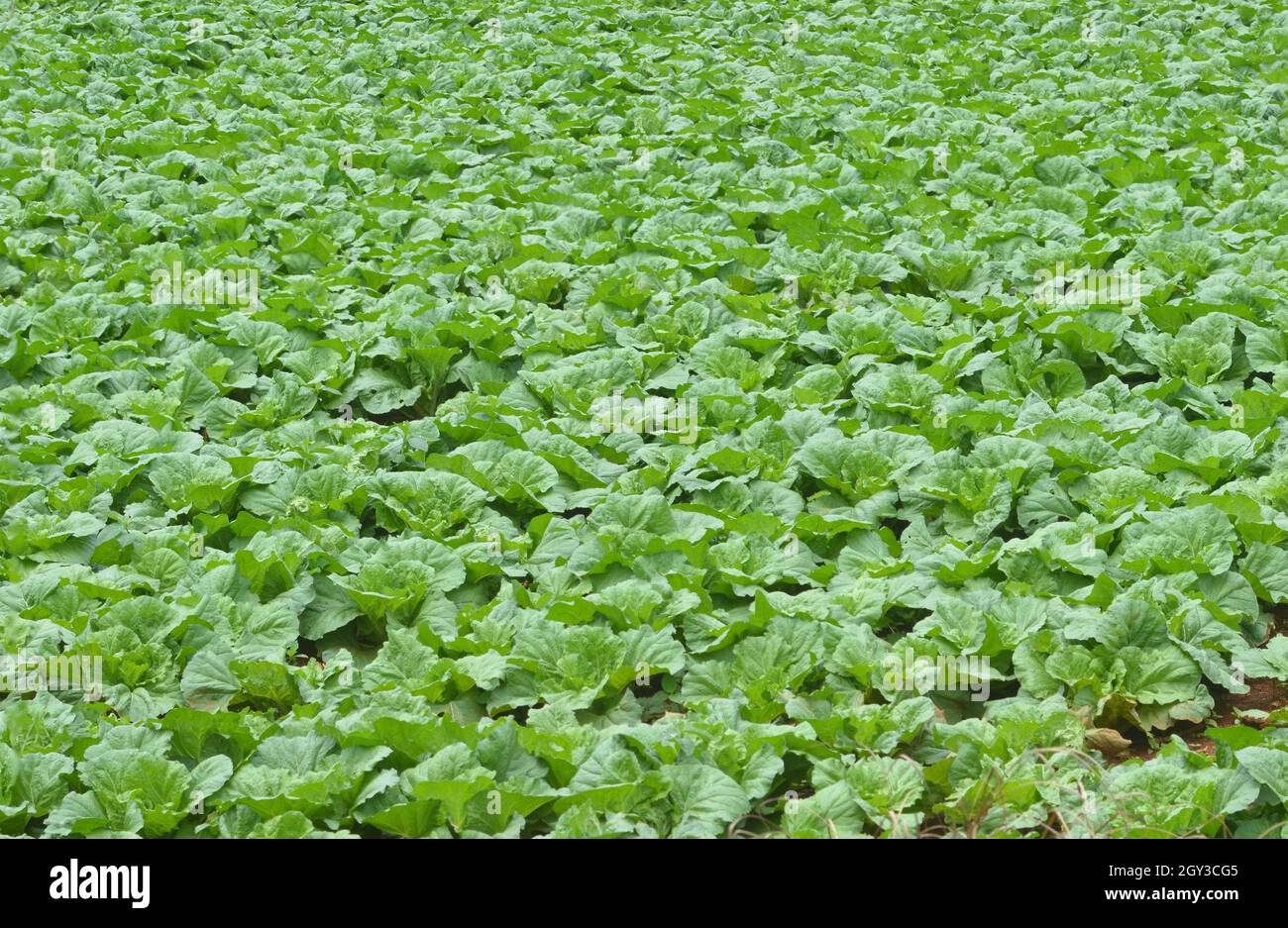 green plant texture background Stock Photo - Alamy