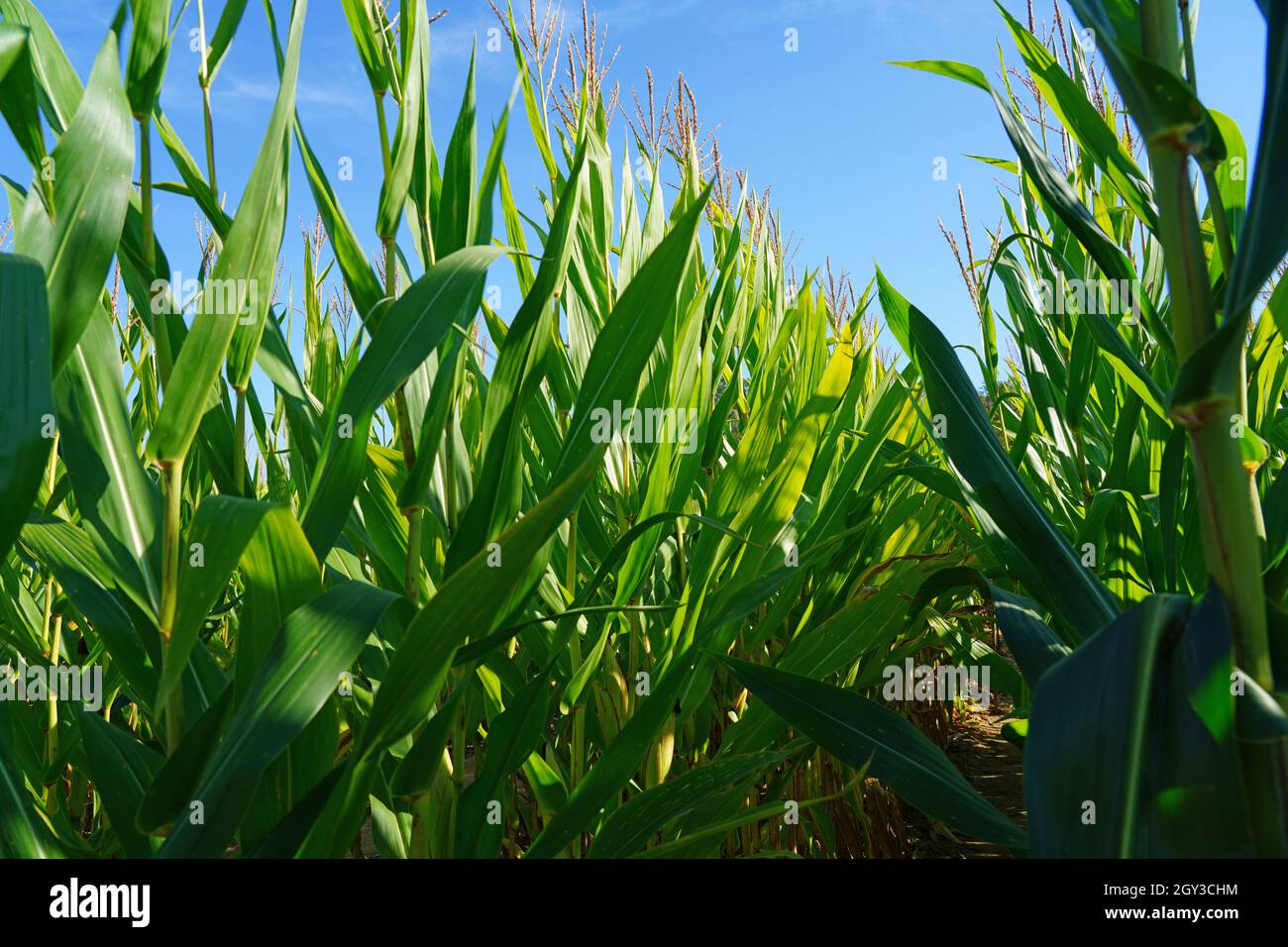 View of ears of corn in a corn field Stock Photo - Alamy