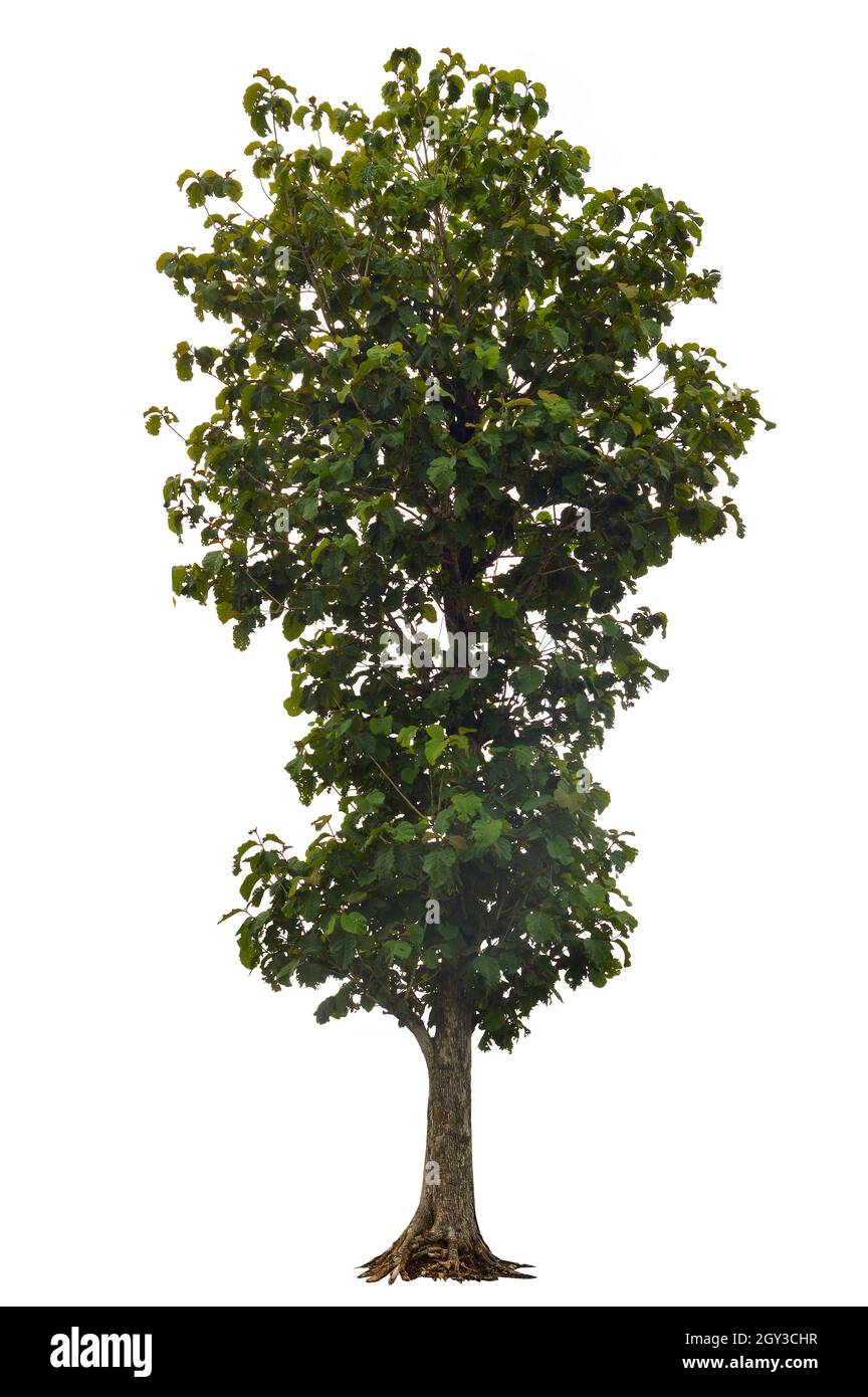 tree isolated on white background Stock Photo - Alamy
