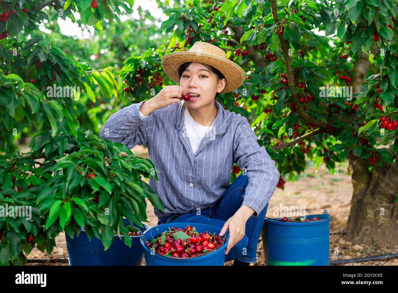 Woman picking ripe cherry from tree Stock Photo - Alamy