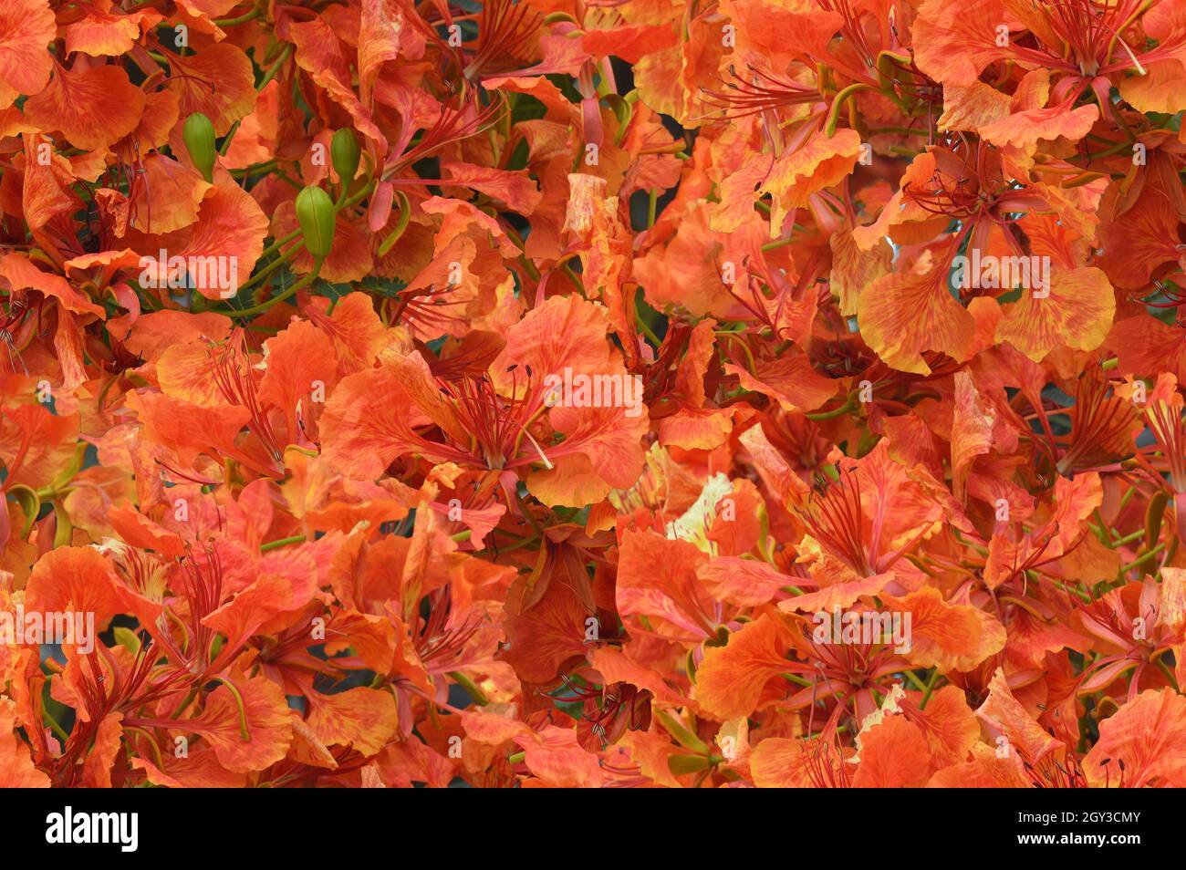 seamless texture background for design Stock Photo - Alamy