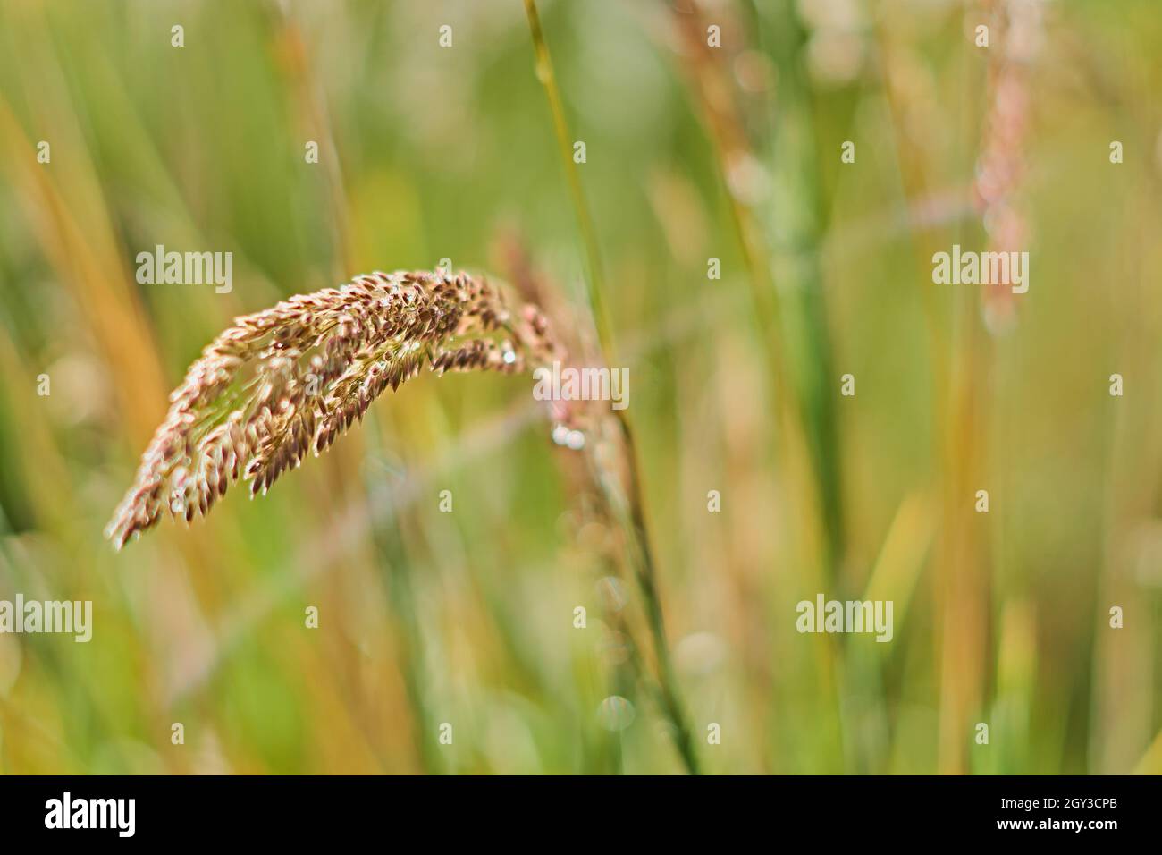 Dew plant hi-res stock photography and images - Alamy