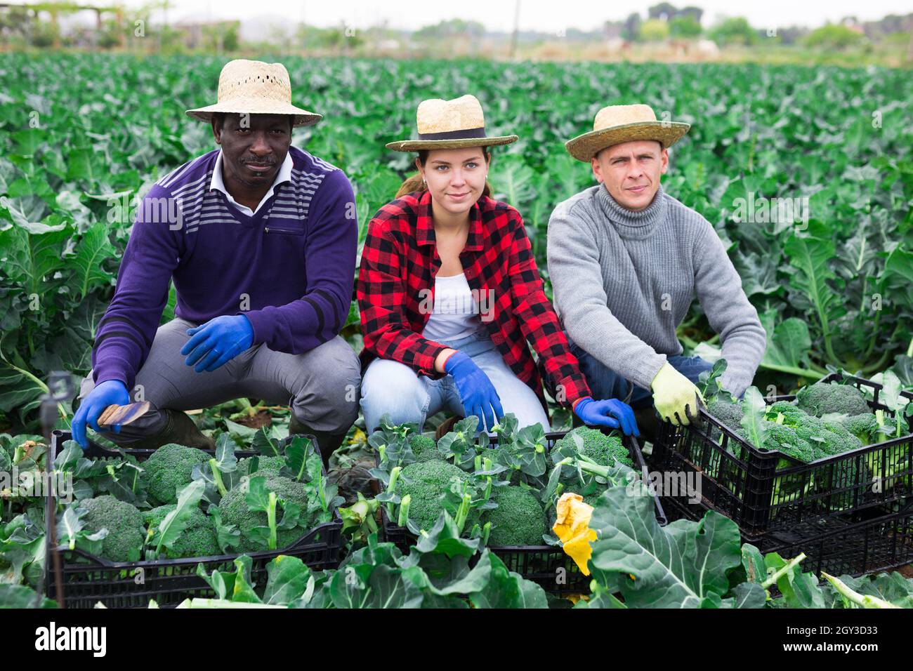 Three farmers posing on broccoli farm field Stock Photo - Alamy