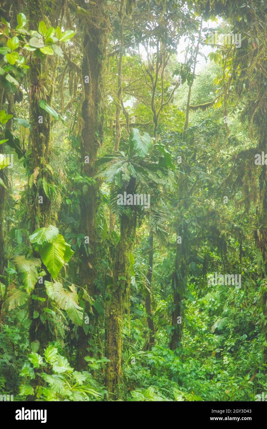Vertical scene of a tropical forest Stock Photo - Alamy
