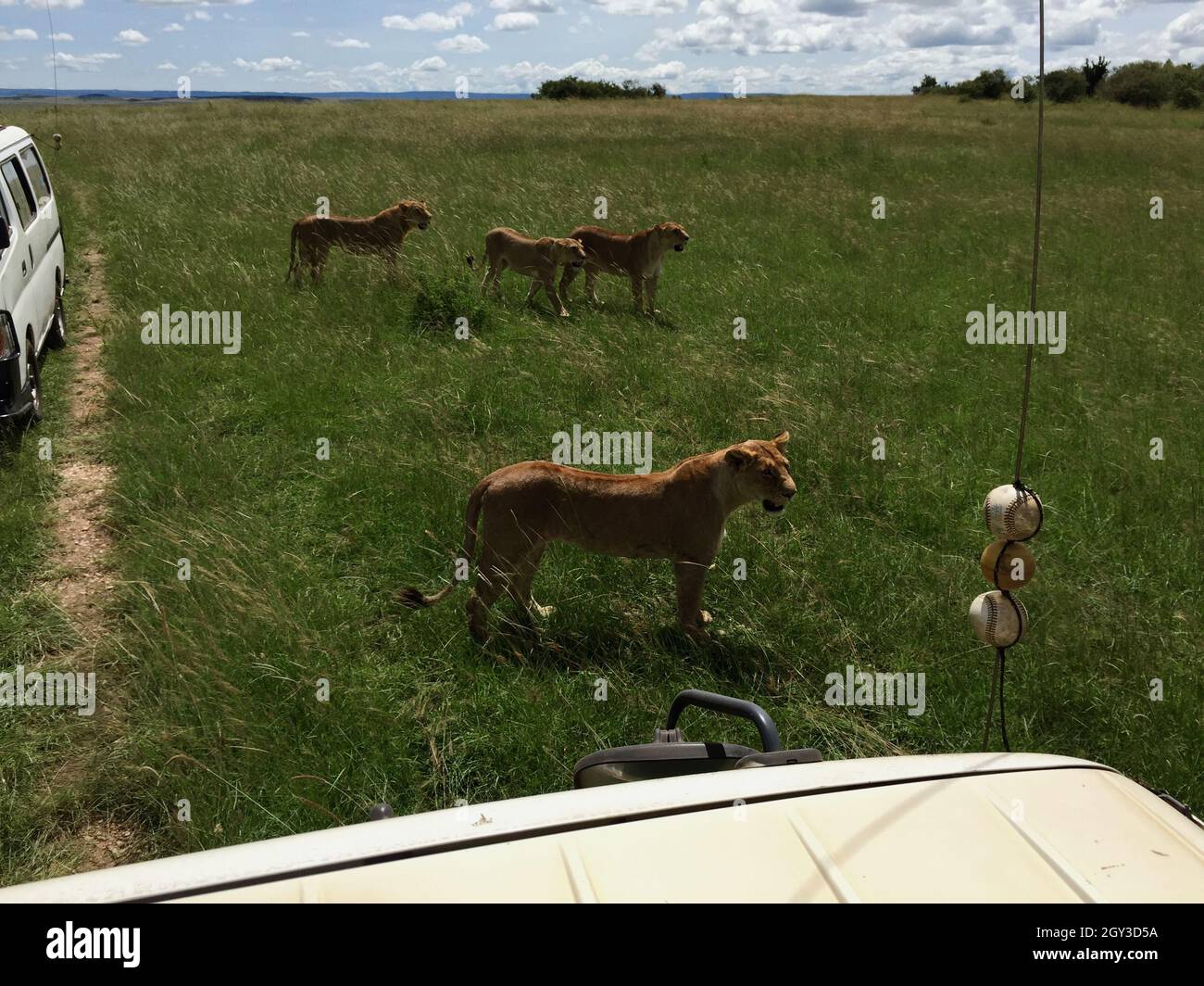 Lions' pride in the green savanna Stock Photo - Alamy