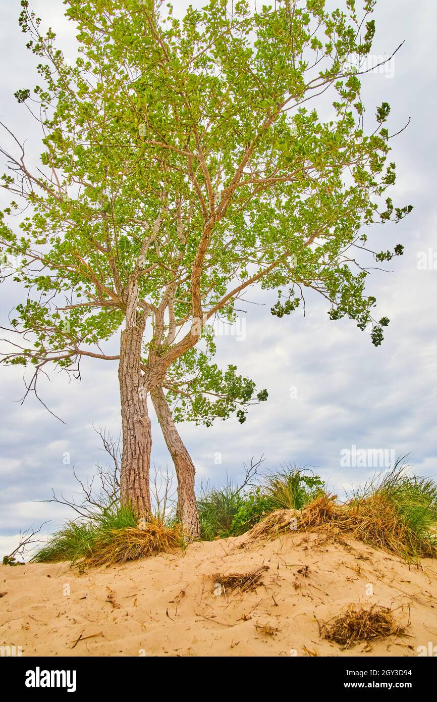 Large tree in sand dunes surrounded by sand at low eye level Stock ...