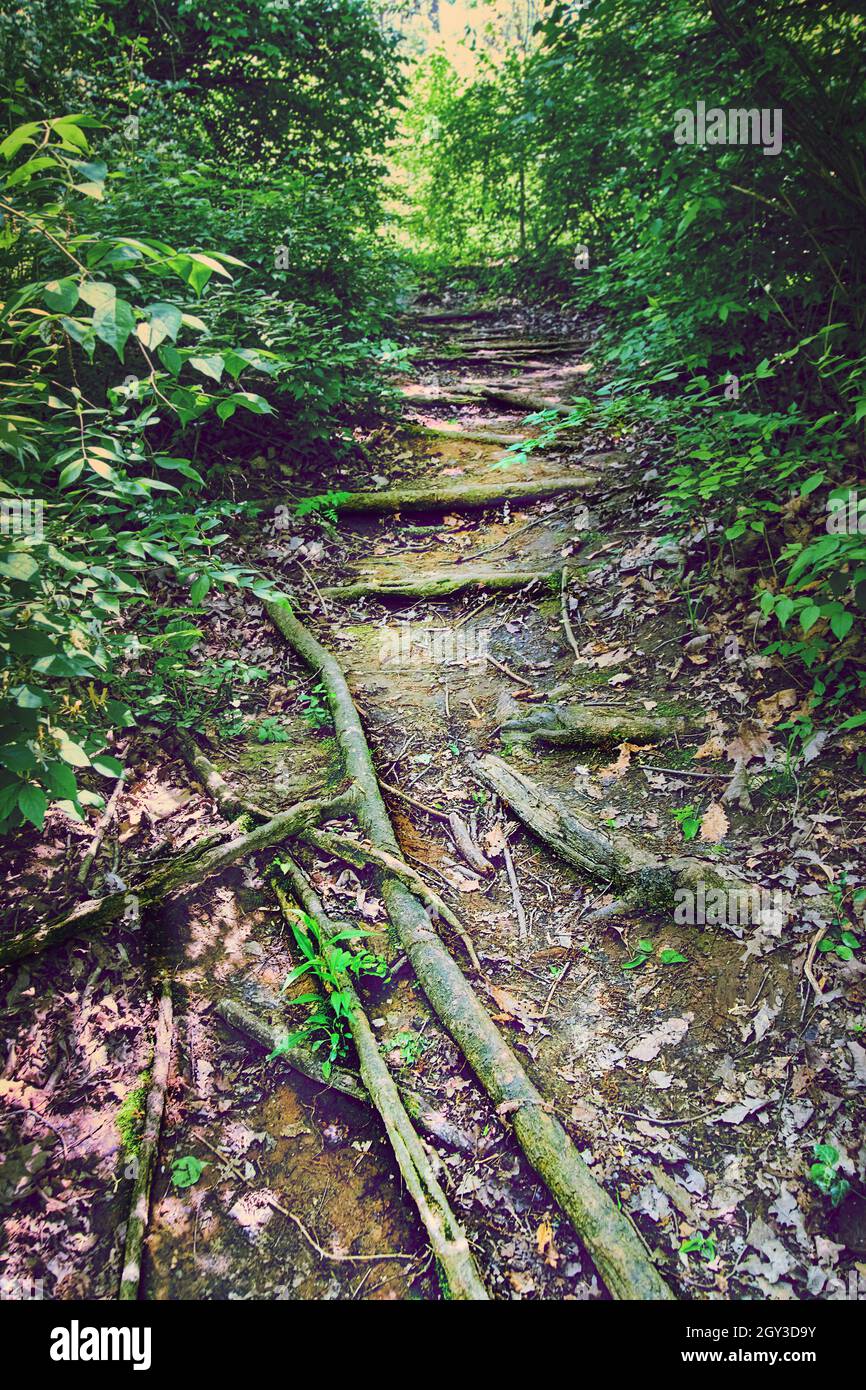 Natural dirt path in the woods with roots for steps Stock Photo - Alamy