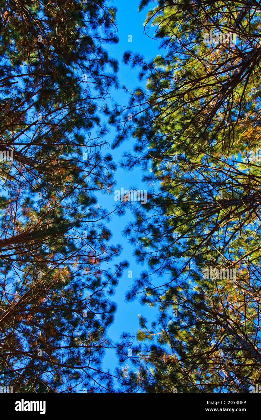 Worm's eye view through leaves of tall trees reaching towards a blue ...