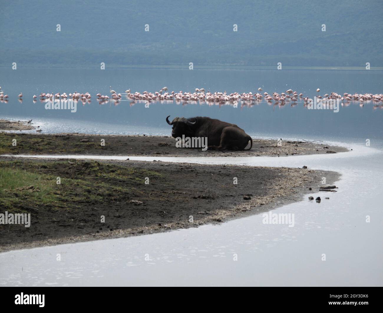 Large water buffalo animal hi-res stock photography and images - Alamy