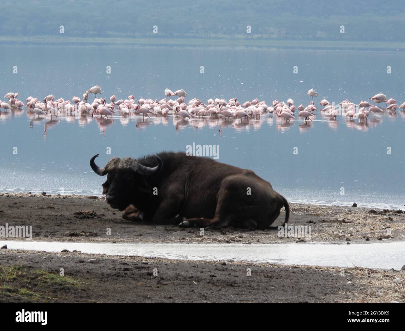 African buffalo resting near water Stock Photo - Alamy