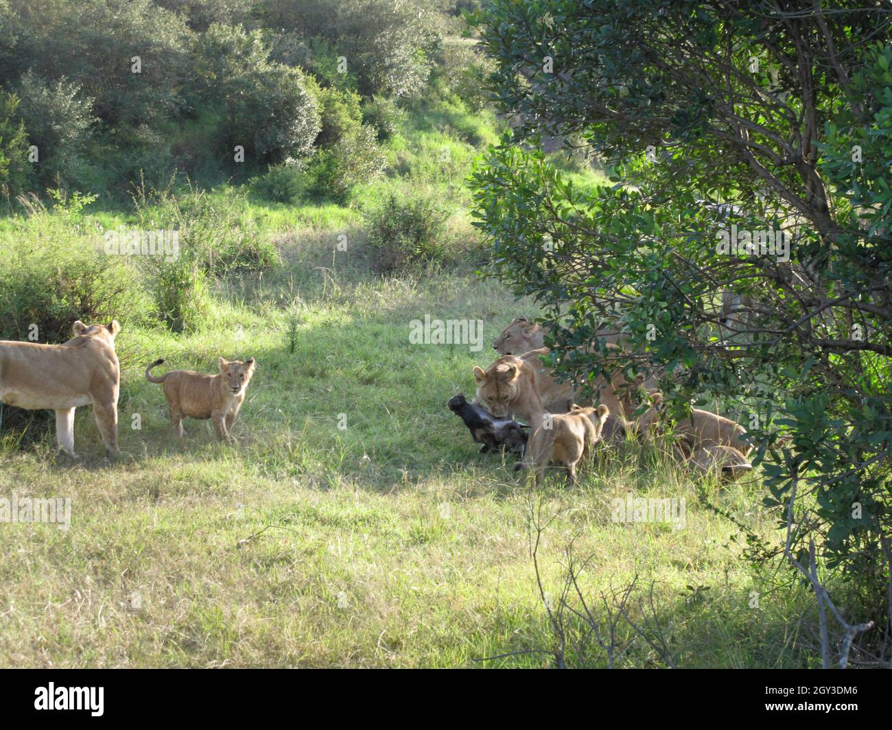 Lions' pride eating the prey in the green savanna Stock Photo - Alamy