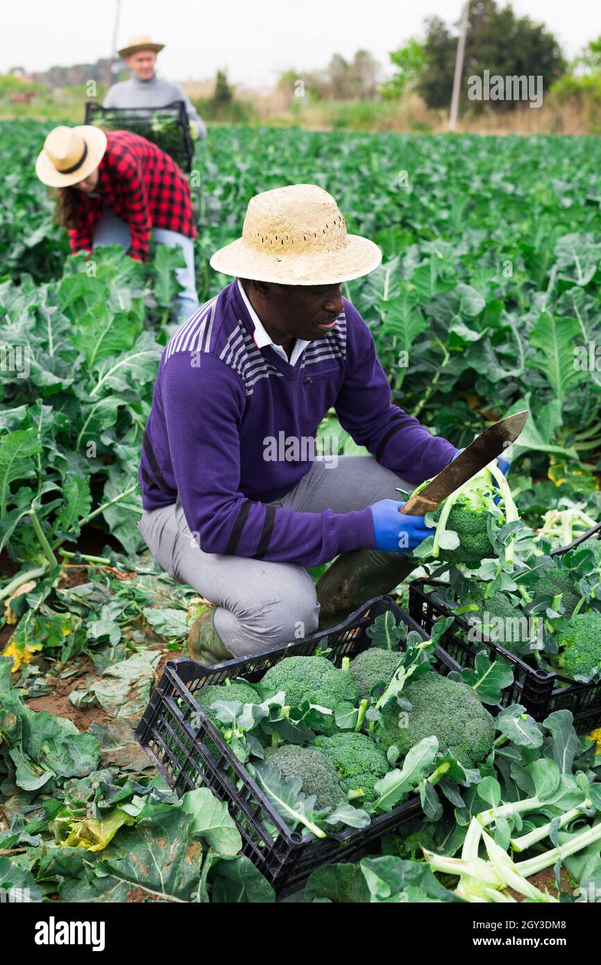 African american farmer gathering crop of broccoli Stock Photo - Alamy