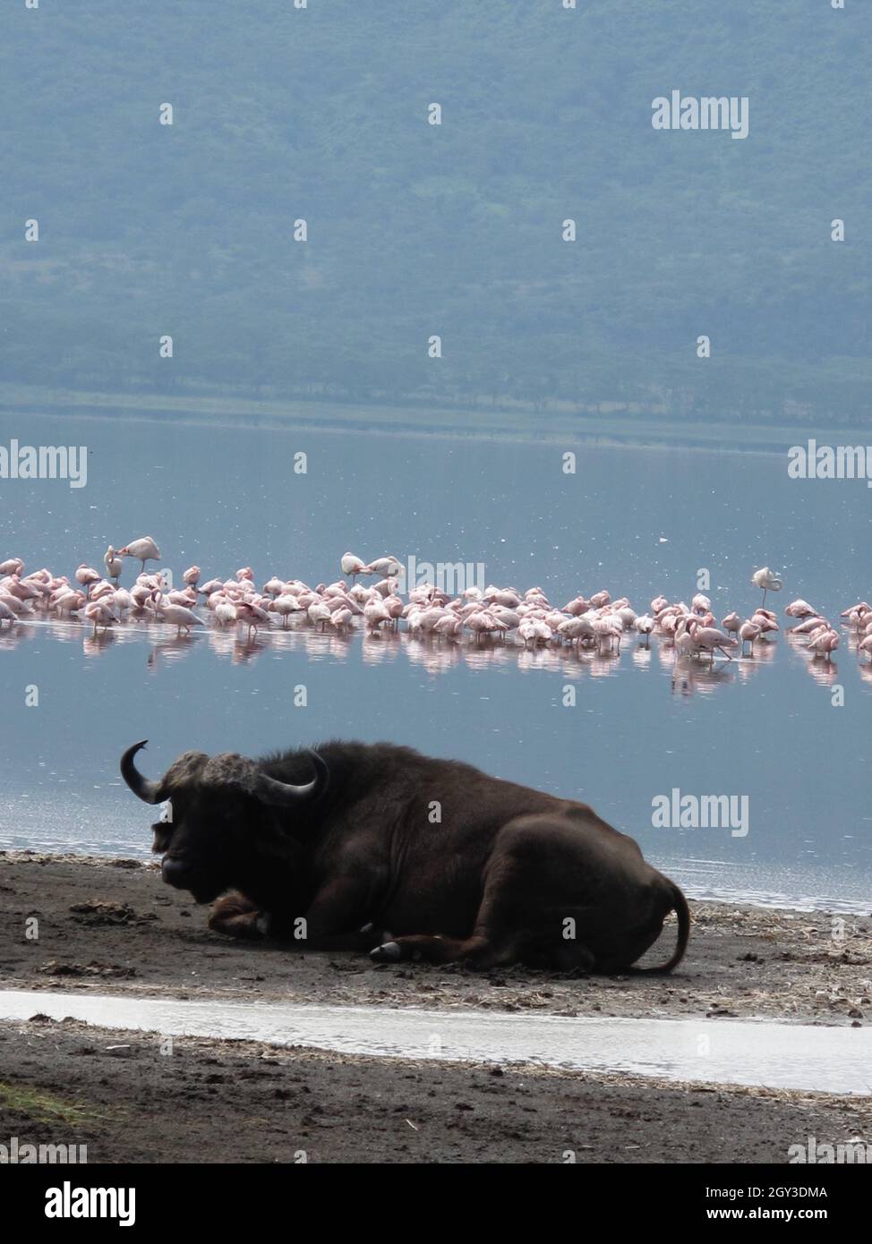 Vertical shot of the African buffalo resting near water Stock Photo - Alamy