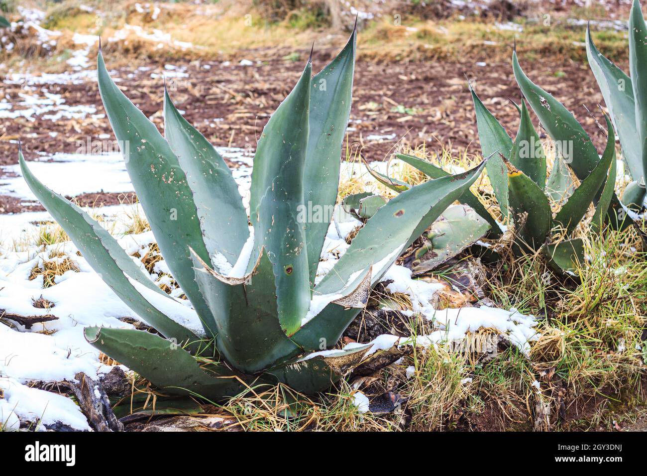 Agave plants covered with snow Stock Photo - Alamy