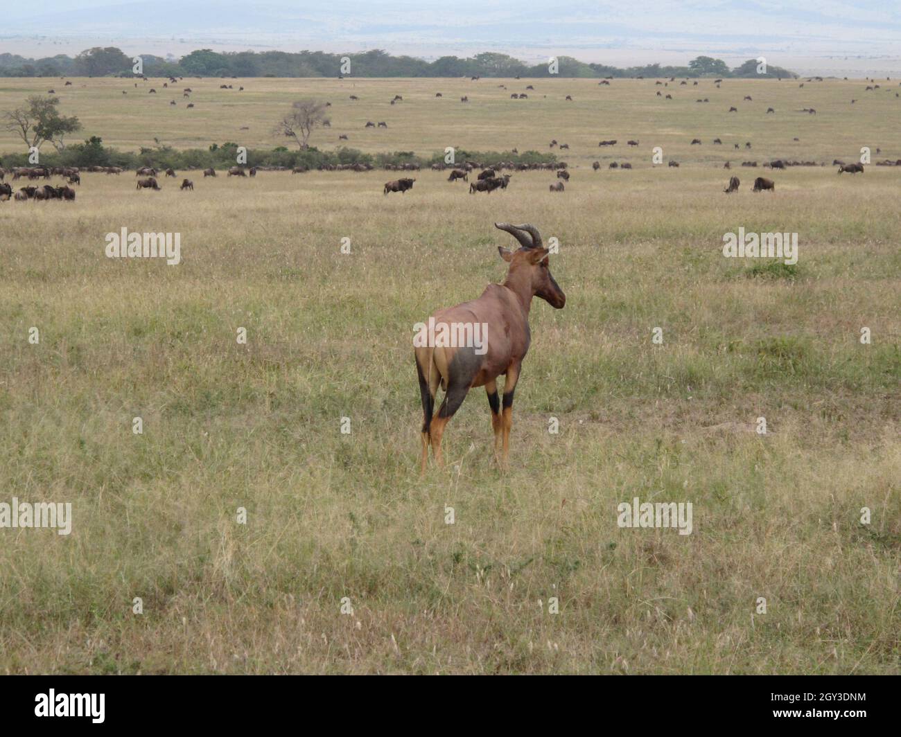 Damaliscus, known as tsessebes, genus of antelope in the family Bovidae ...
