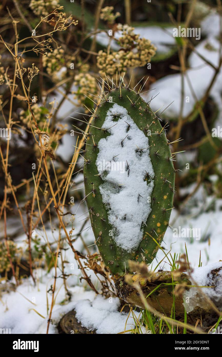 Vertical closeup of the cactus covered with snow Stock Photo - Alamy