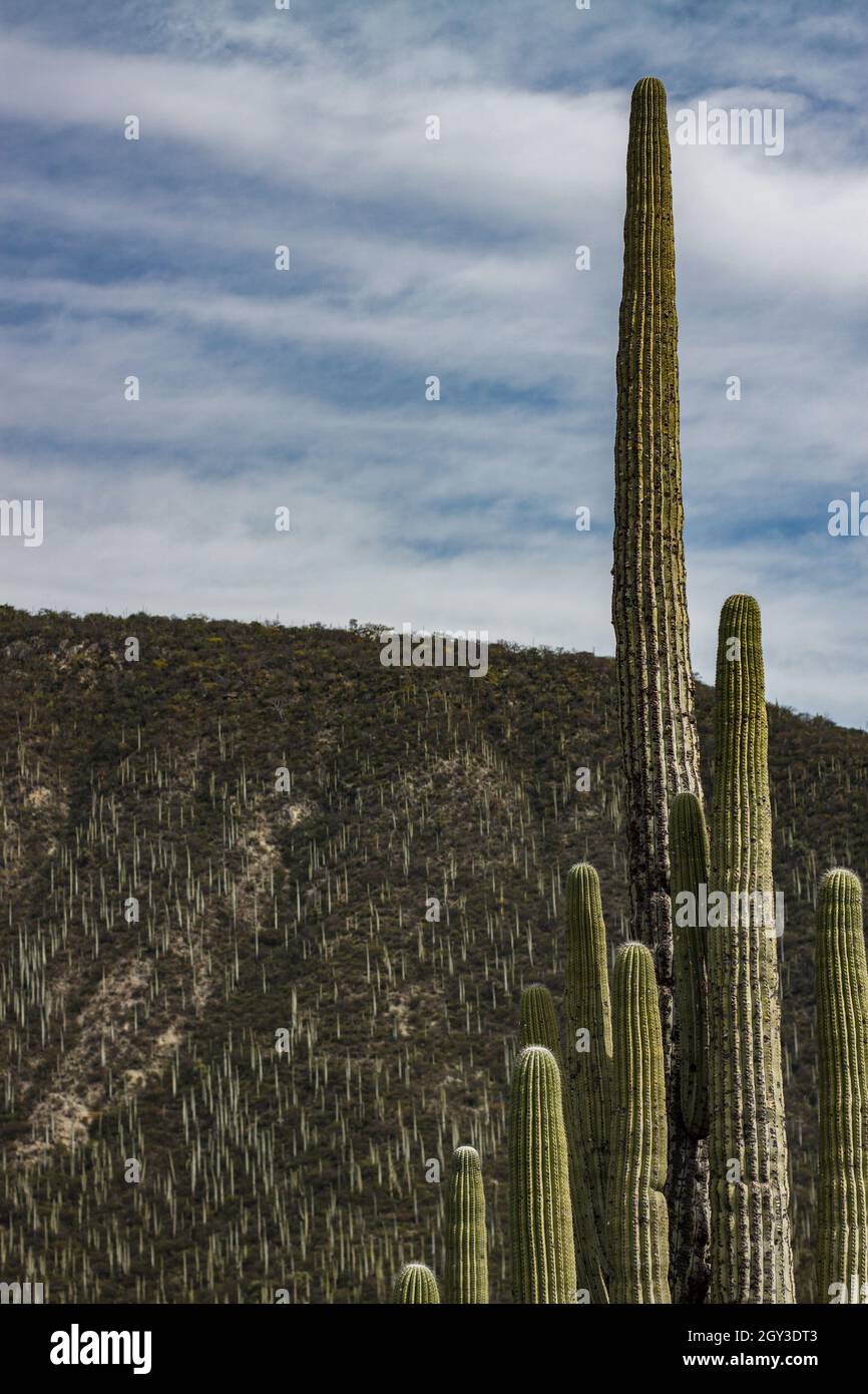 Monotypic species hi-res stock photography and images - Alamy