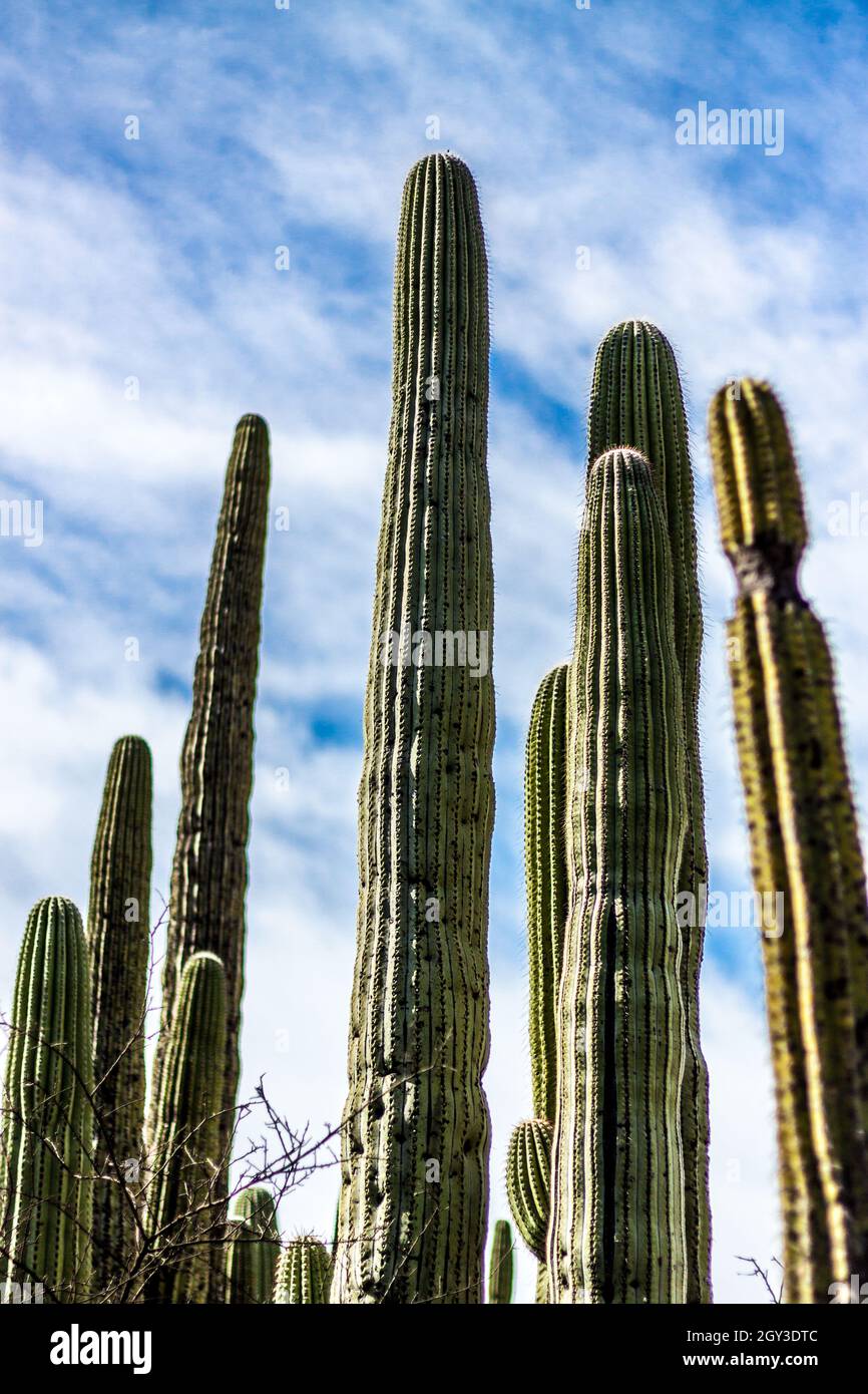 Monotypic species hi-res stock photography and images - Alamy