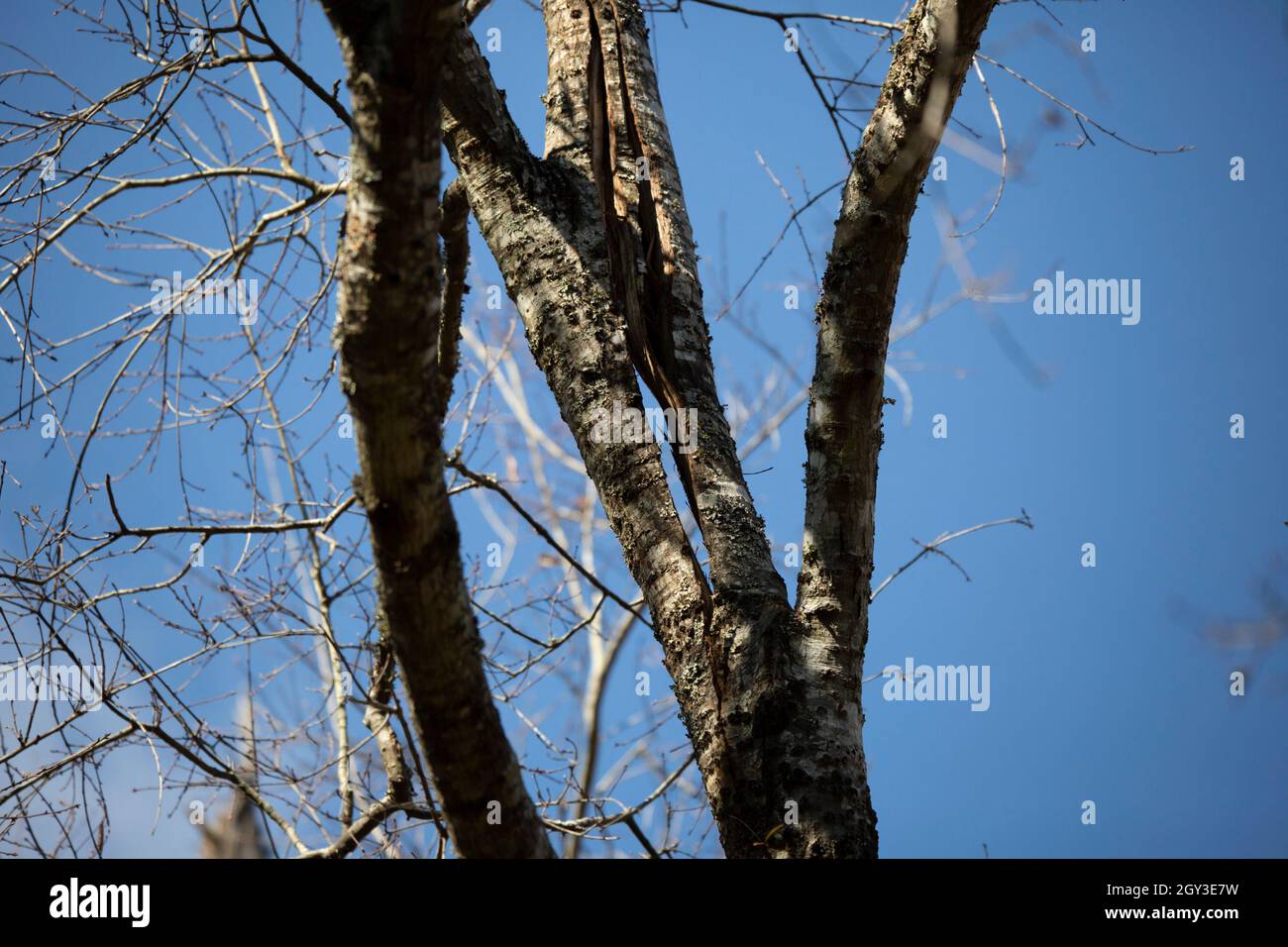 Split in a tree trunk caused by weather damage Stock Photo - Alamy