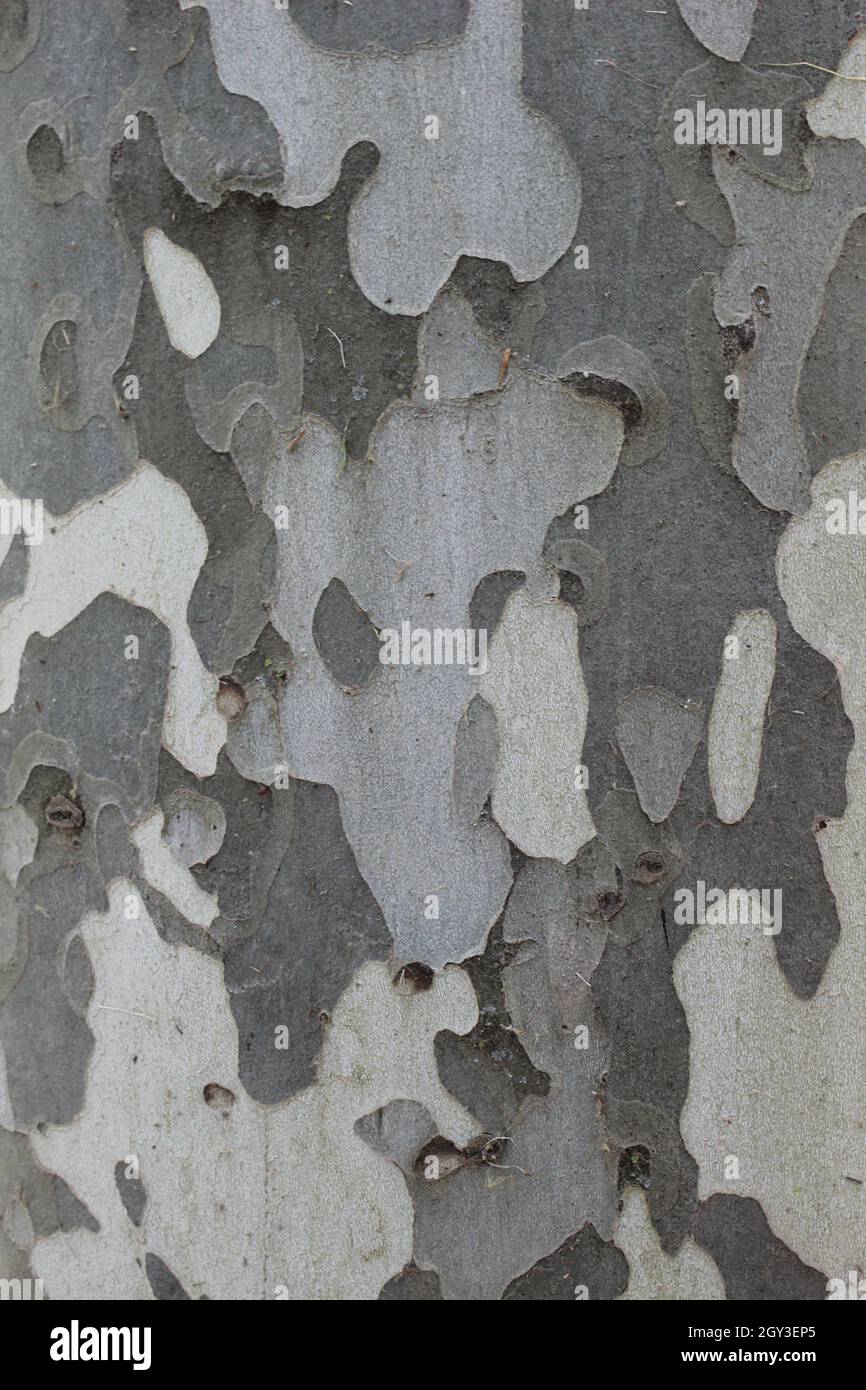 Grayish poplar bark texture Stock Photo - Alamy