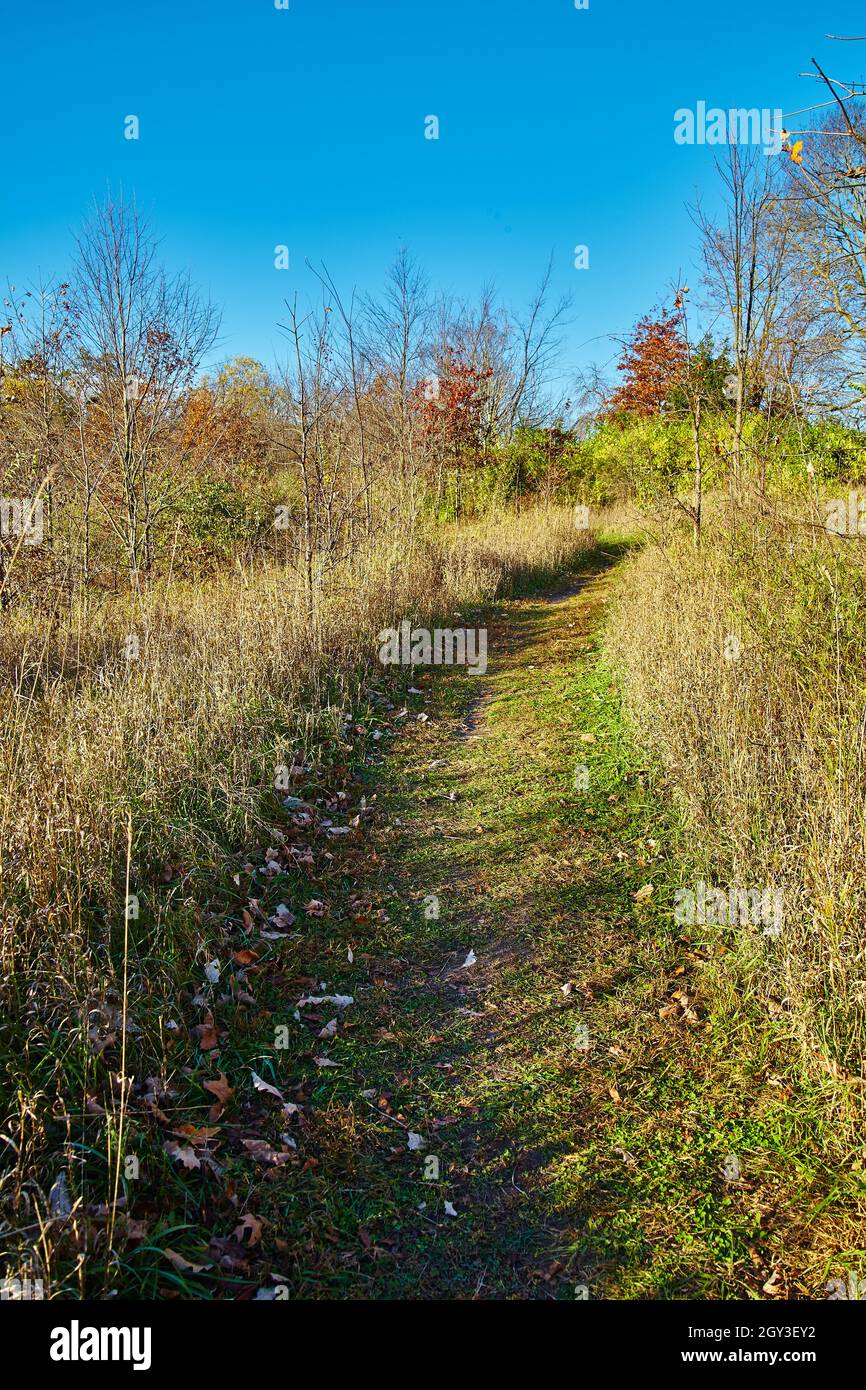 Worn green path through brush continues along a clearing Stock Photo ...