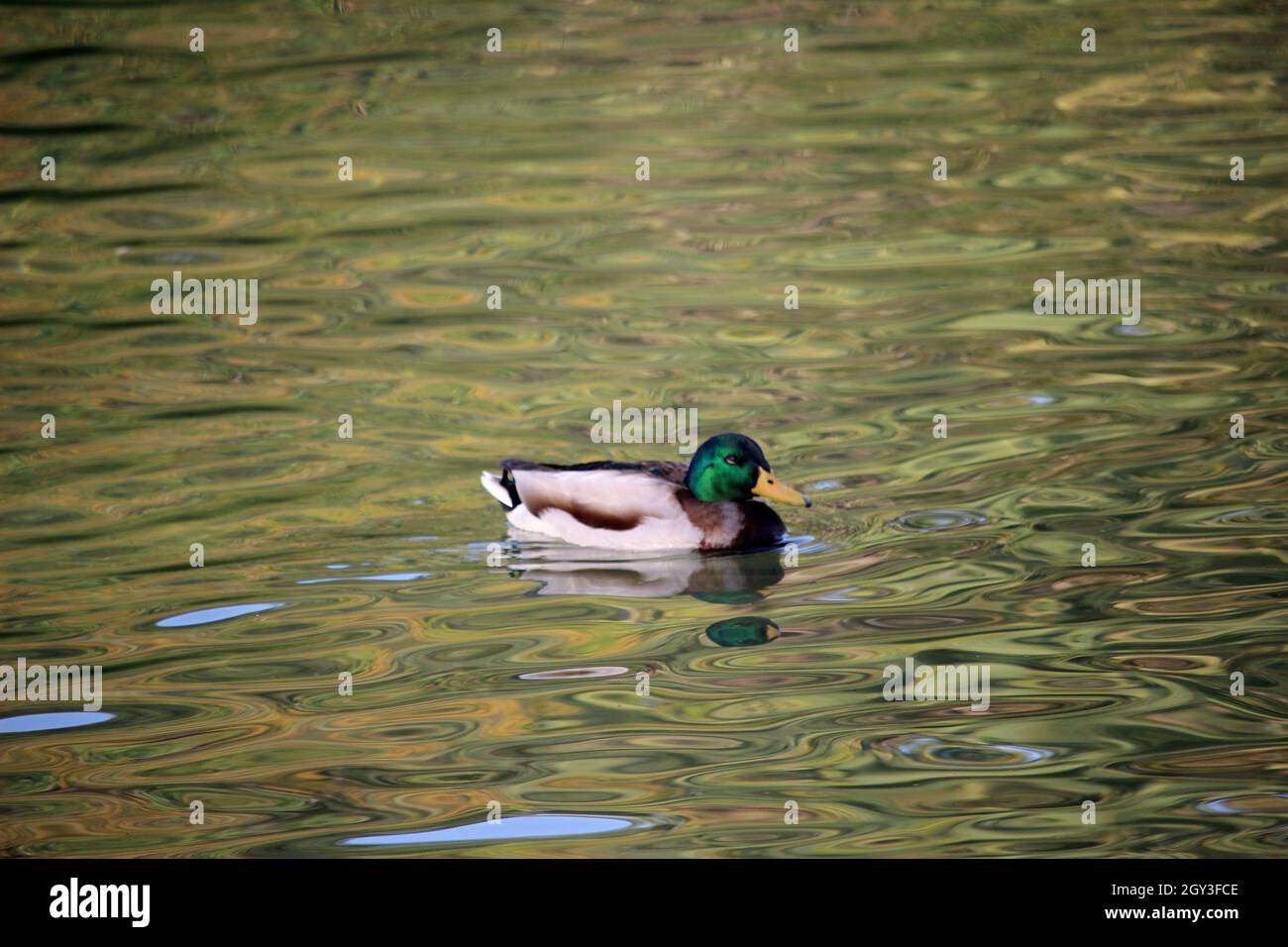 Cute male mallard floating in the lake Stock Photo - Alamy
