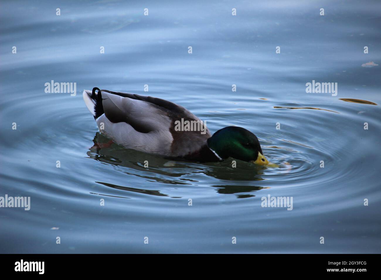 Mallard duck floating in the lake Stock Photo - Alamy