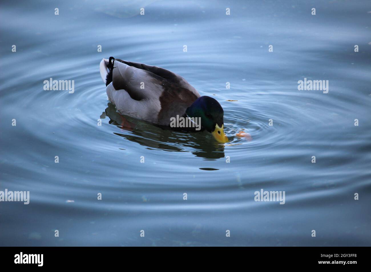 Mallard duck floating in the lake Stock Photo - Alamy