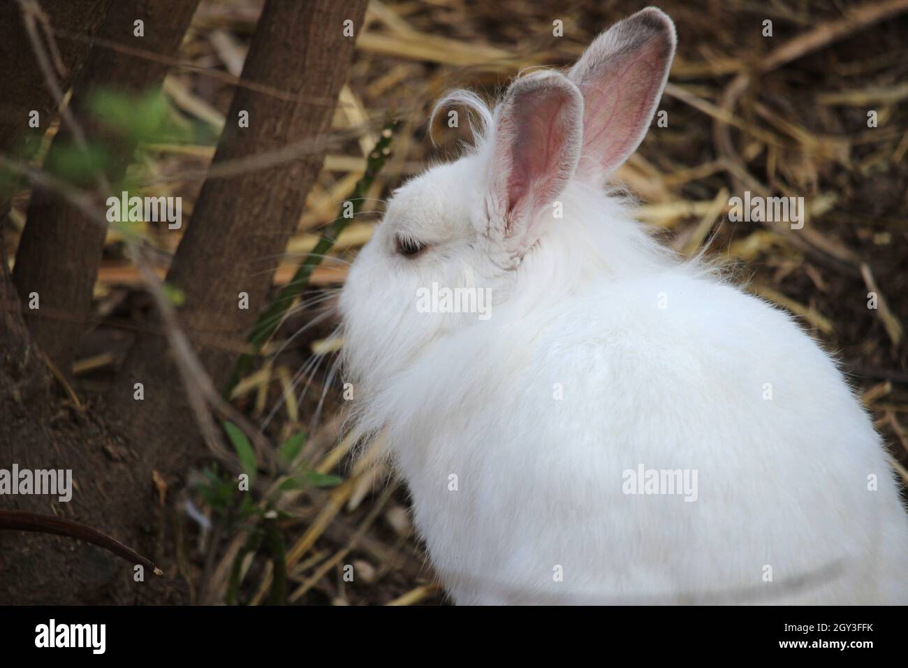 Cute white rabbit in the pa Stock Photo - Alamy
