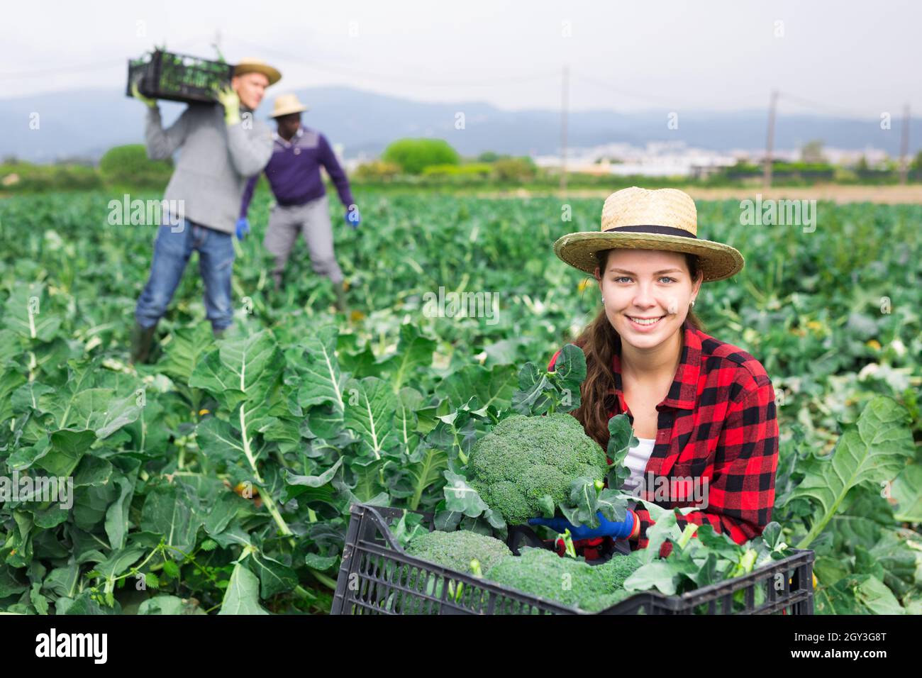 Woman farmer harvesting broccoli at a vegetable farm Stock Photo - Alamy