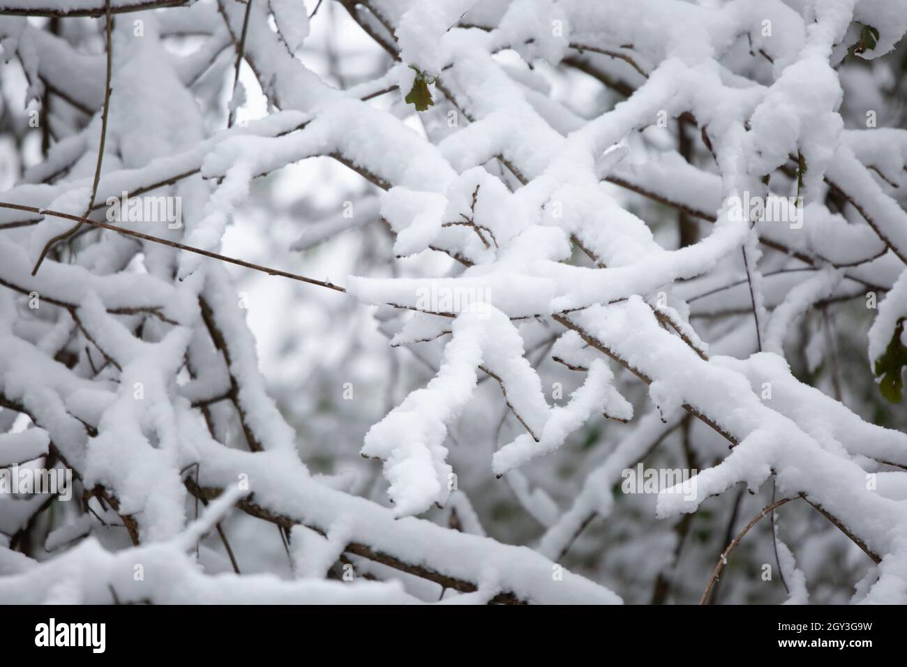 Tree limbs lightly dusted with snow on a cold, gray day Stock Photo - Alamy