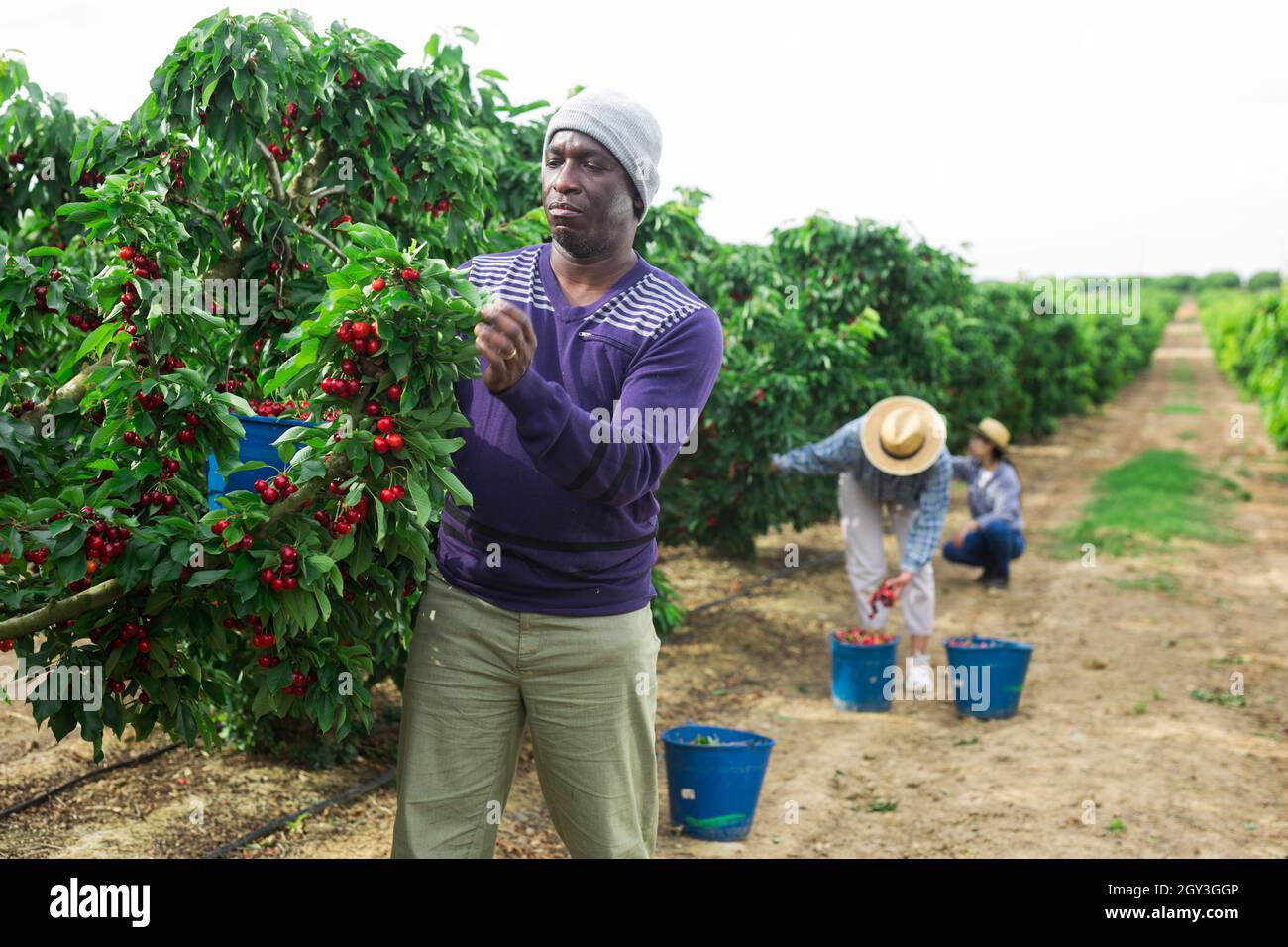 People picking cherry Stock Photo - Alamy