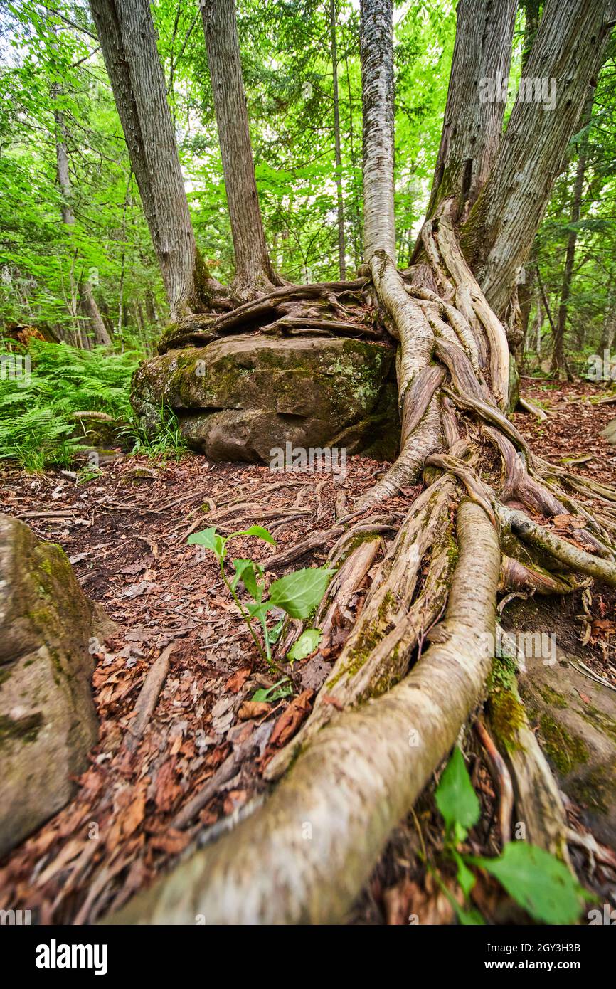 Close view of roots above ground reaching from trees growing on top of ...