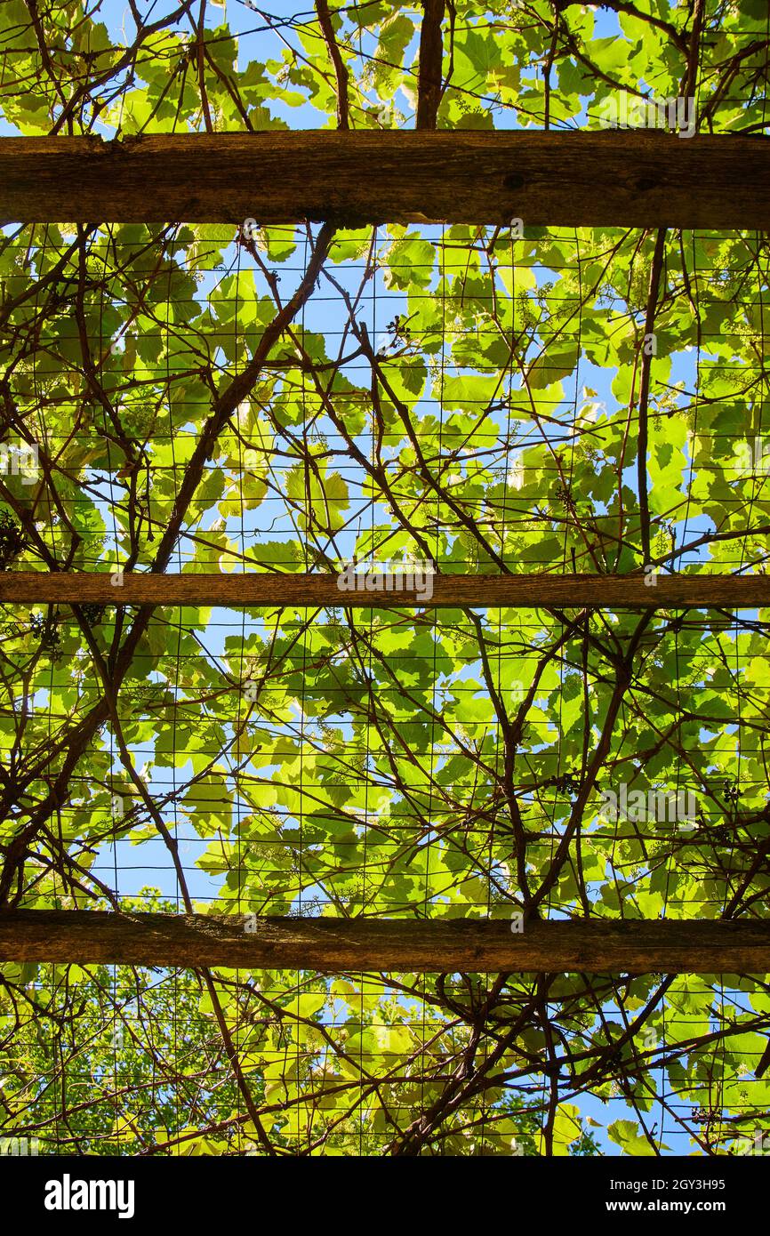 Light through trellis hi-res stock photography and images - Alamy