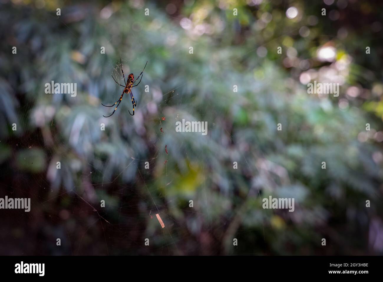 A yellow and black Jorogumo Spider sitting in its web in Yokosuka ...