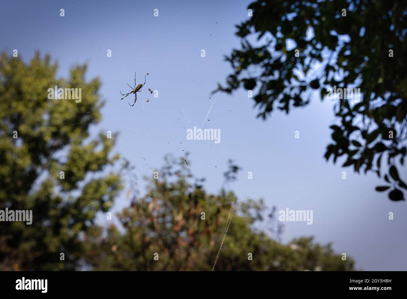 A yellow and black Jorogumo Spider sitting in its web in Yokosuka ...