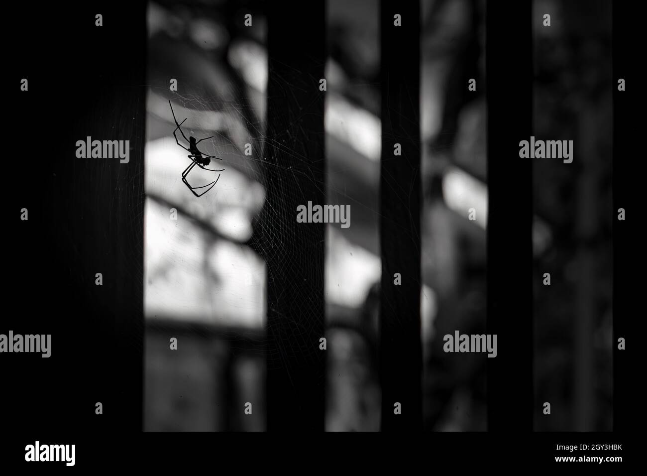 A Jorogumo Spider sitting in its web in Yokosuka, Japan Stock Photo - Alamy