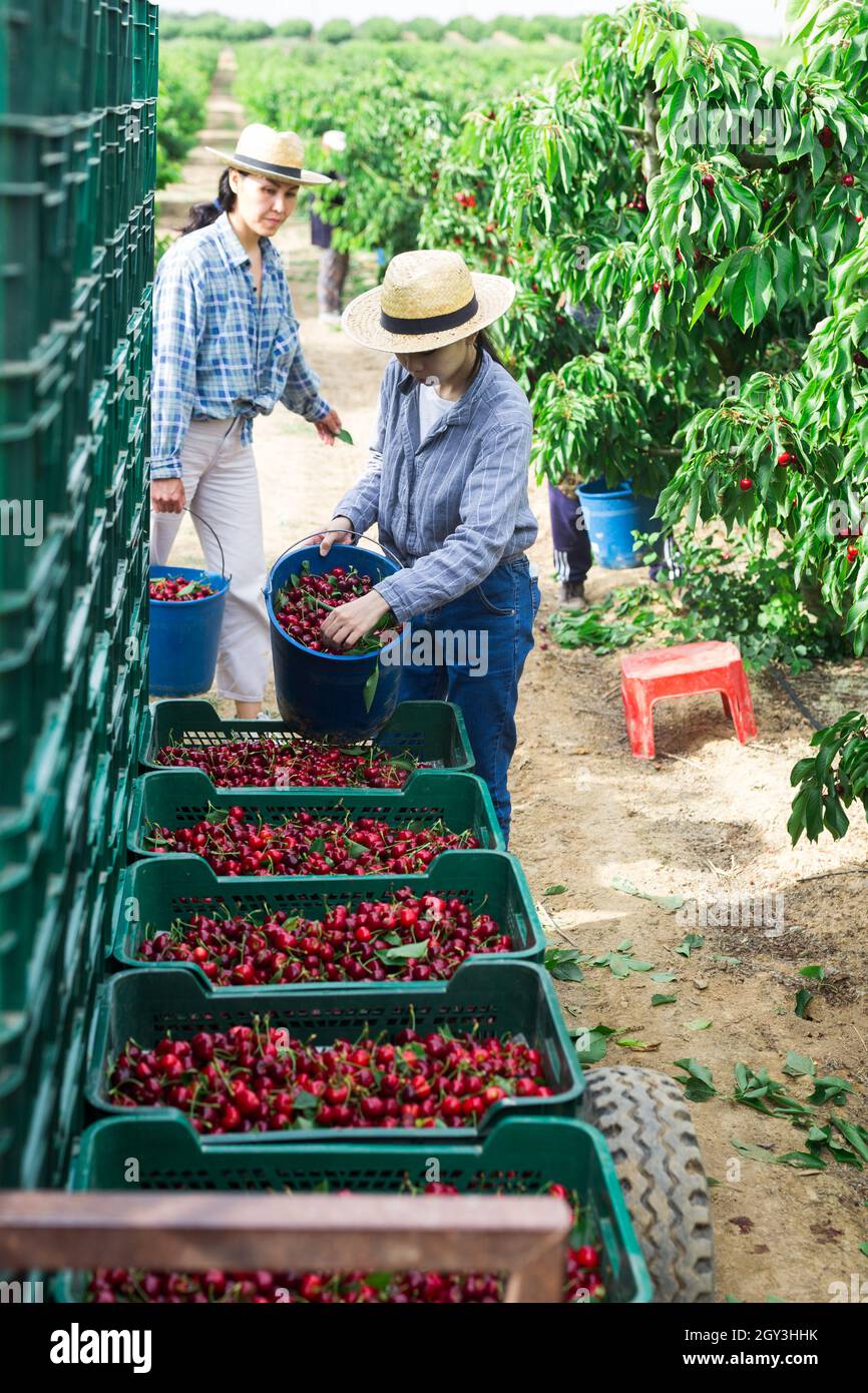 Cherry crates hi-res stock photography and images - Alamy