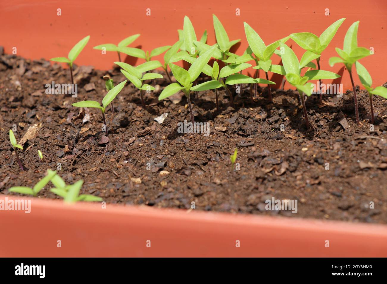 Chilli plants hi-res stock photography and images - Alamy
