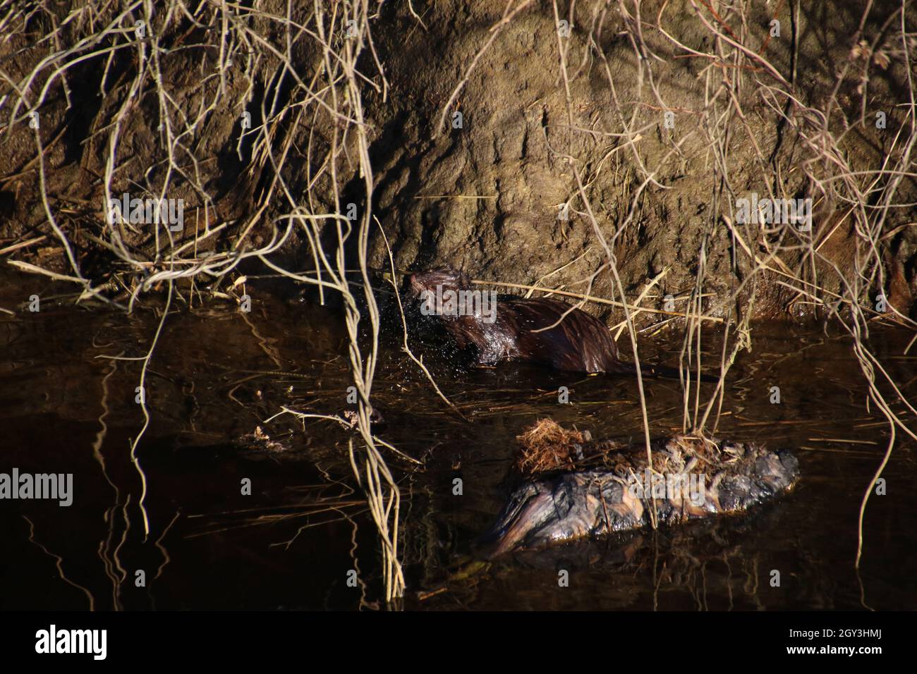 Wet mink hi-res stock photography and images - Alamy