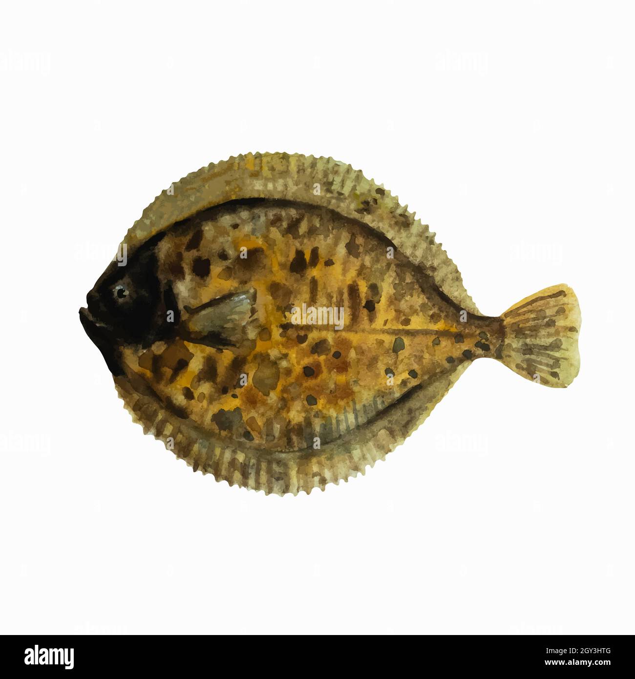 Flounder fish isolated on white background. Clip art for design, menu ...