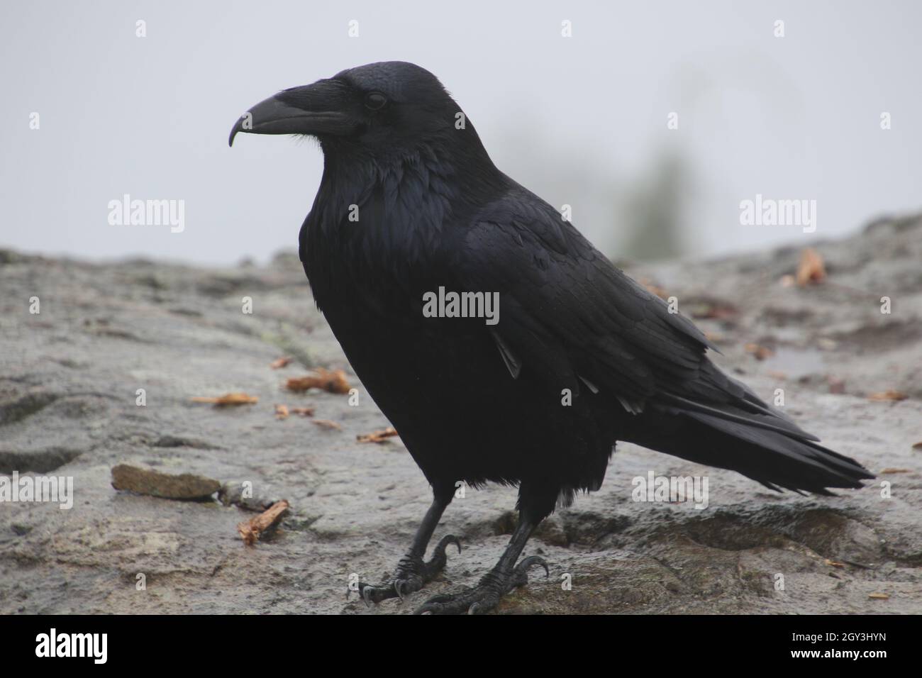 A close-up of a side view of a raven standing on a rock surface with an ...