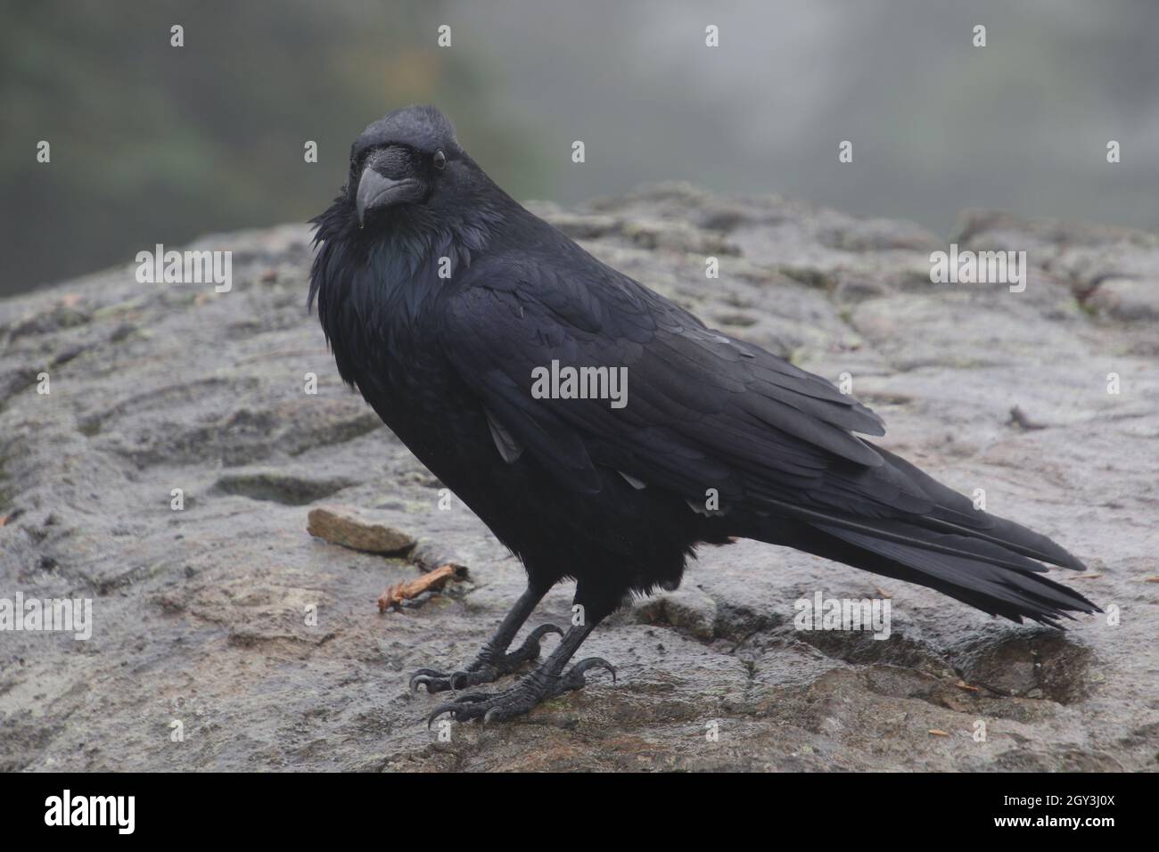 Raven standing hi-res stock photography and images - Alamy