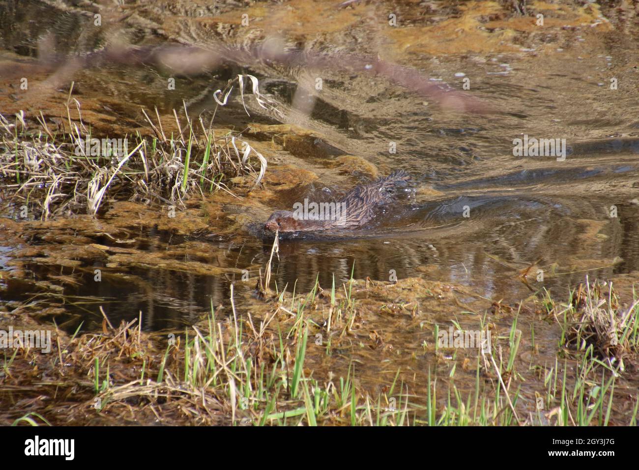 Pond covered with scum hi-res stock photography and images - Alamy